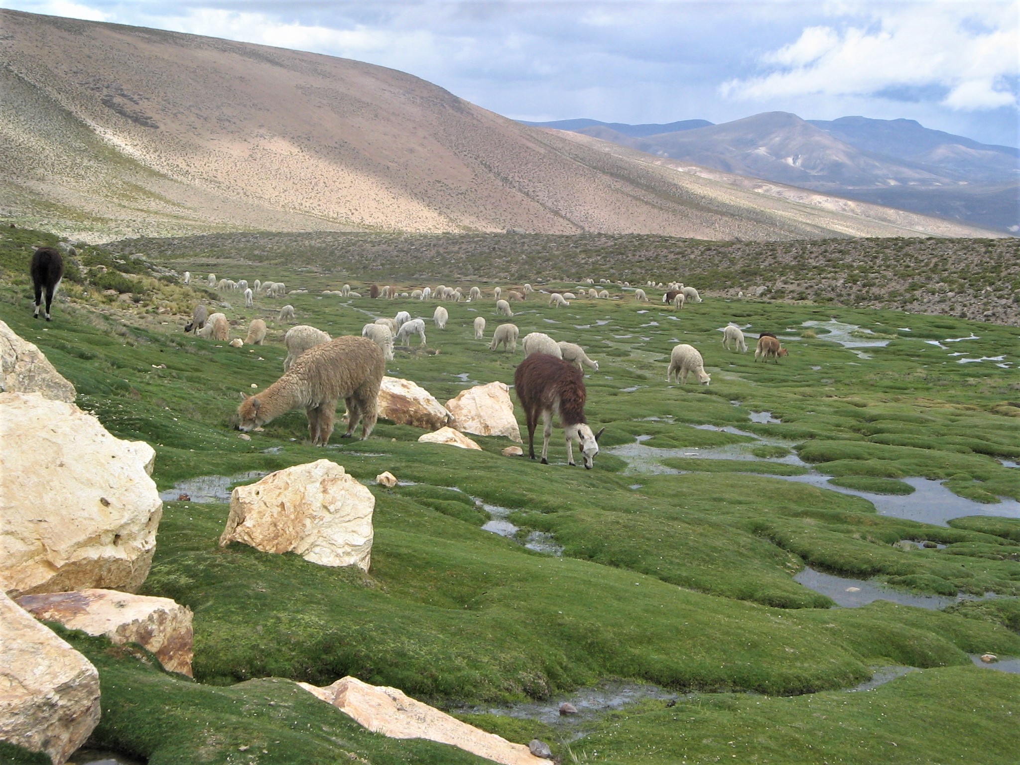 Colca Canyon - what to see and do - Bohemianhag.com